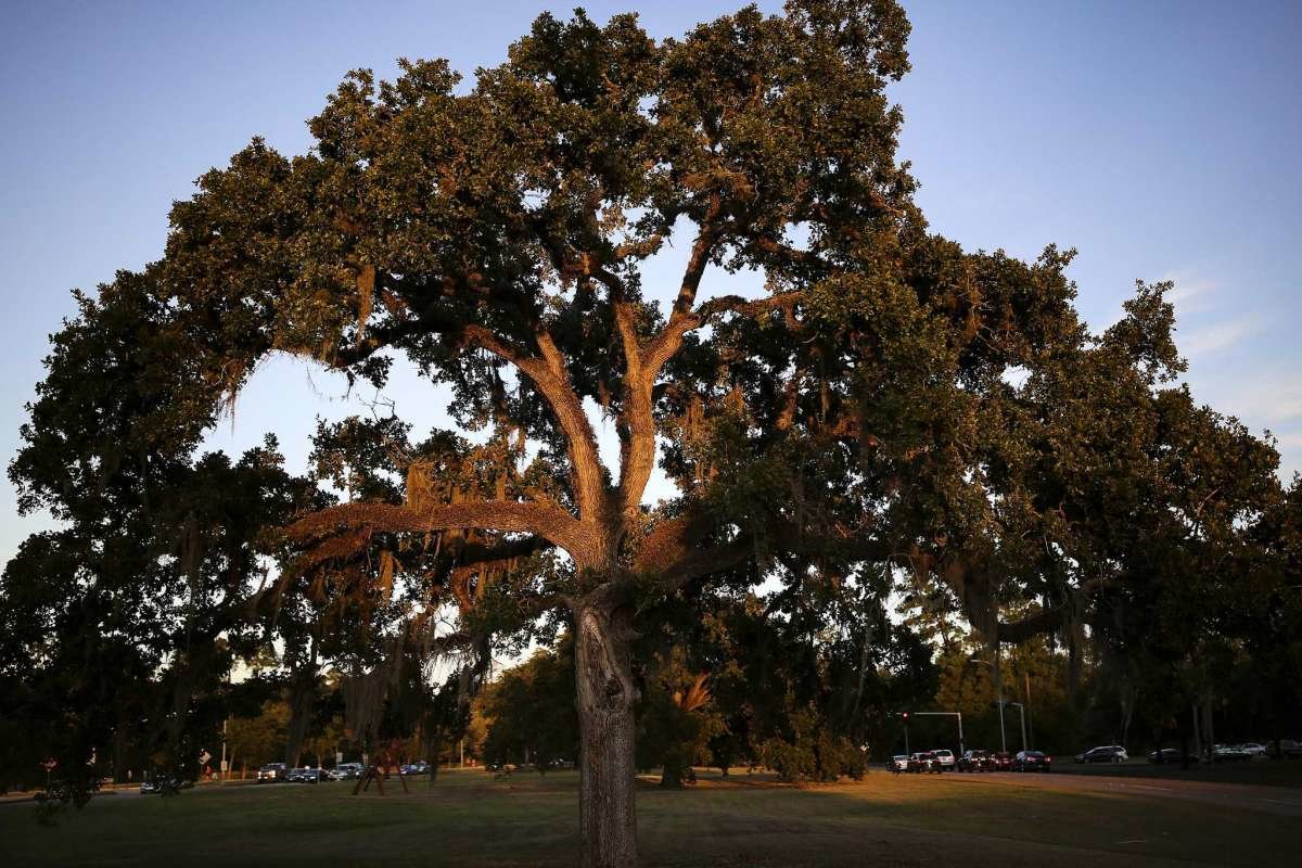 Beware of "zombie trees" in your yard | The Apopka Voice