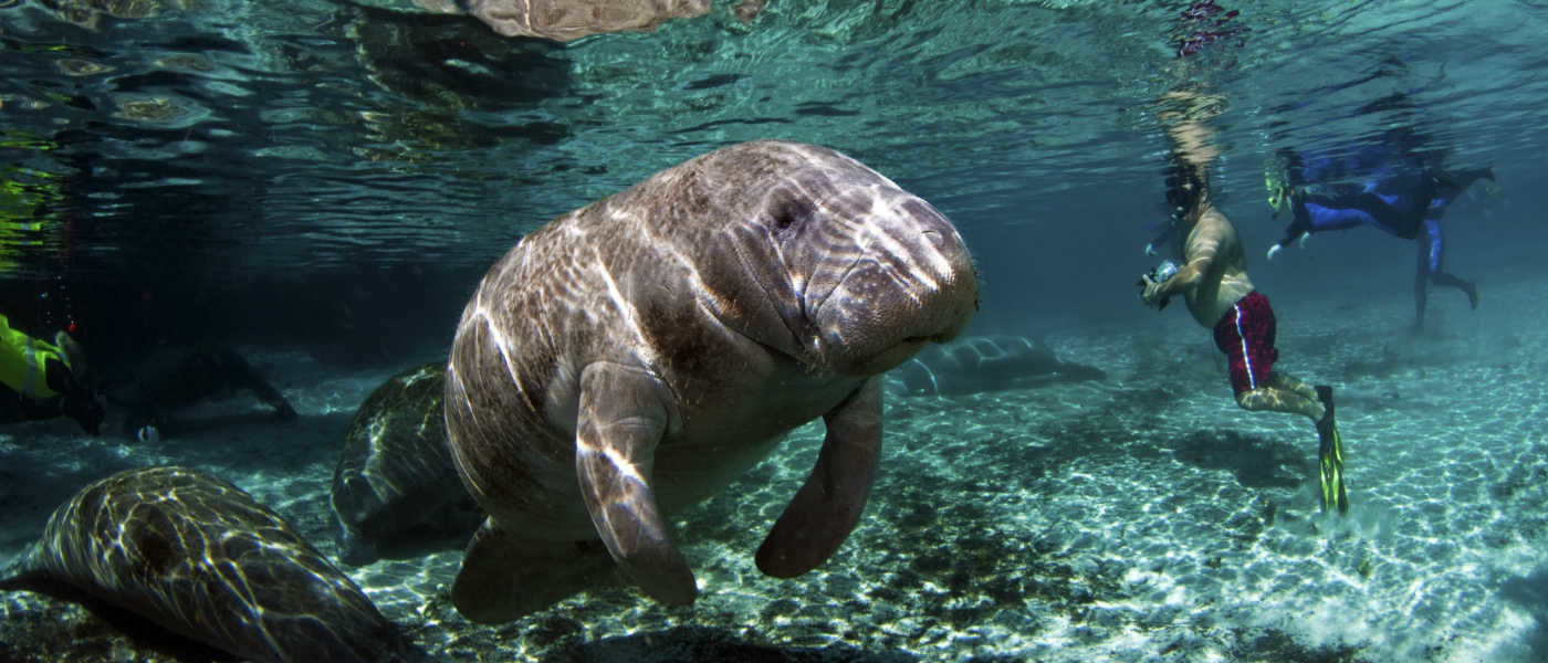 The 5 Best Places in the World to See & Swim with Manatees | The Apopka ...