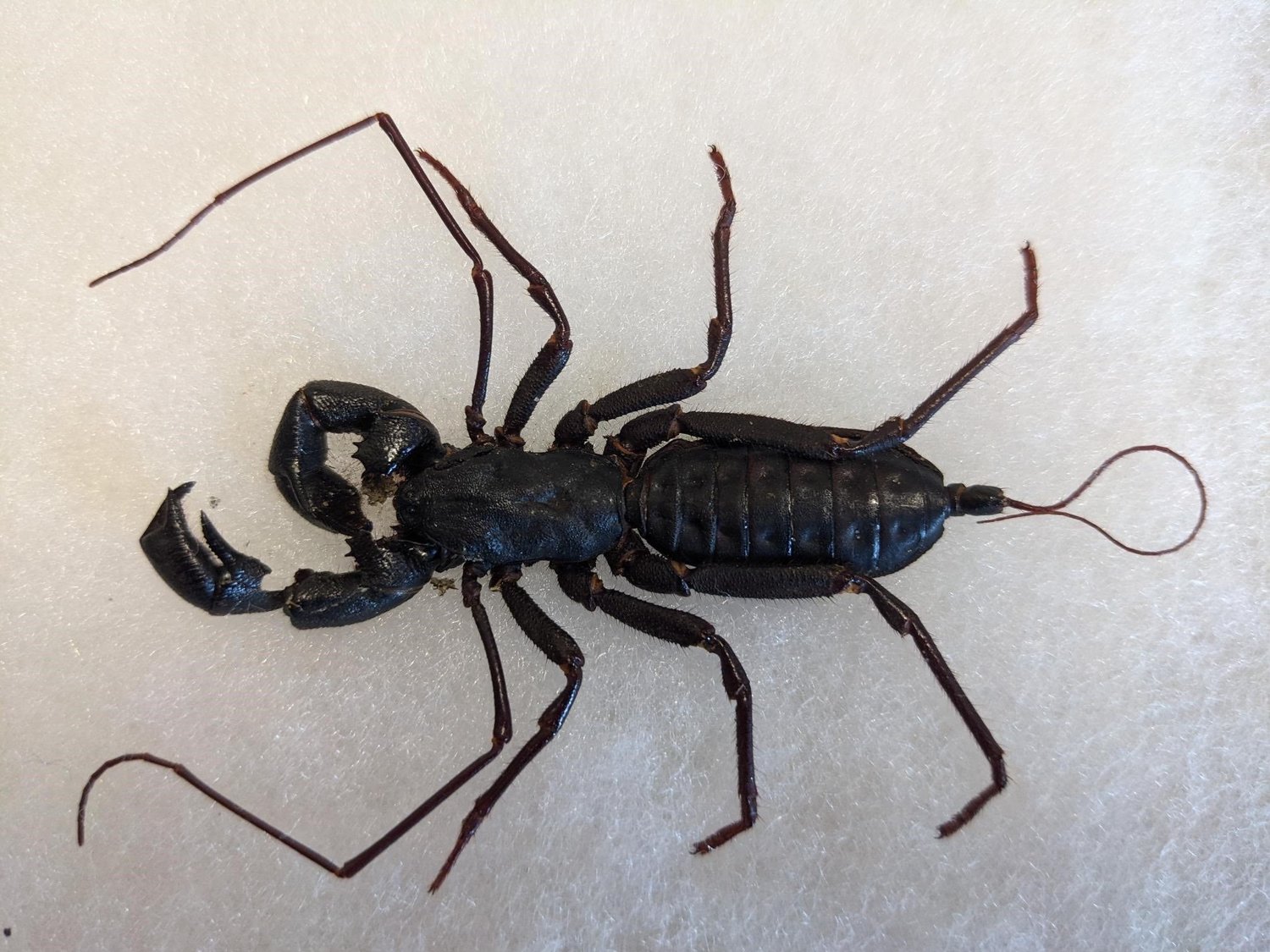 Come across this giant whip scorpion in your area? UF/IFAS expert ...