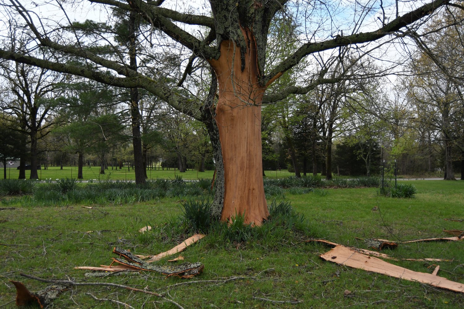 Lightning storm damages tree | Baxter Bulletin