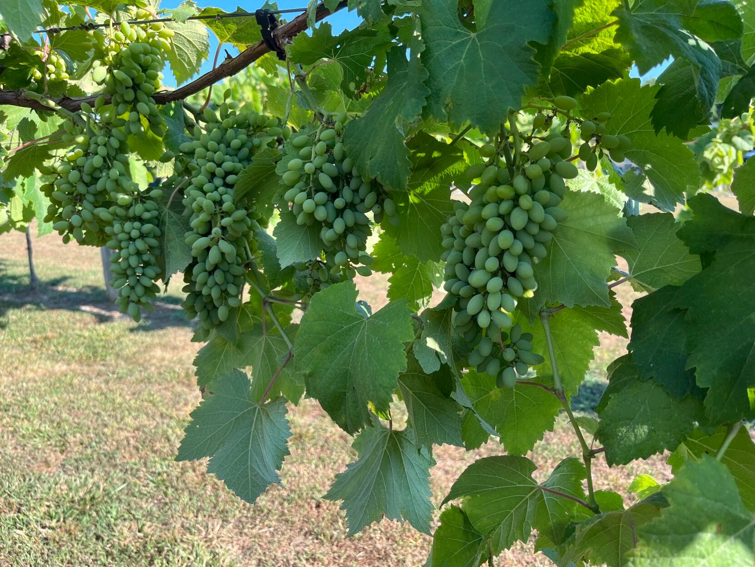The great grapes of Gamaliel | Baxter Bulletin