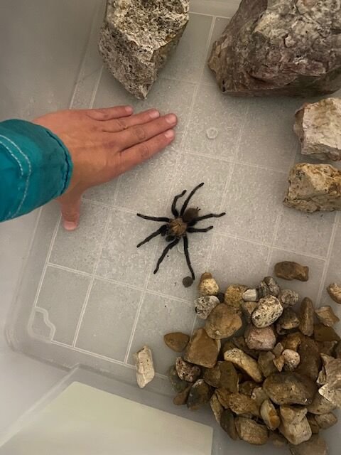 Tarantulas on the move in TLA | Baxter Bulletin