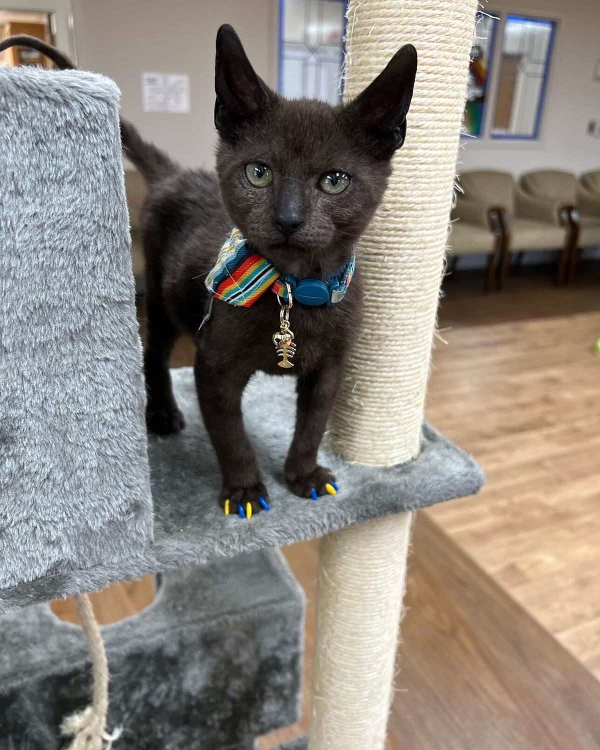 Meet Coco the comfort cat | Baxter Bulletin