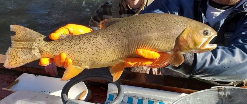 AGFC completes 2022 Trout Population monitoring at Dry Run Creek ...