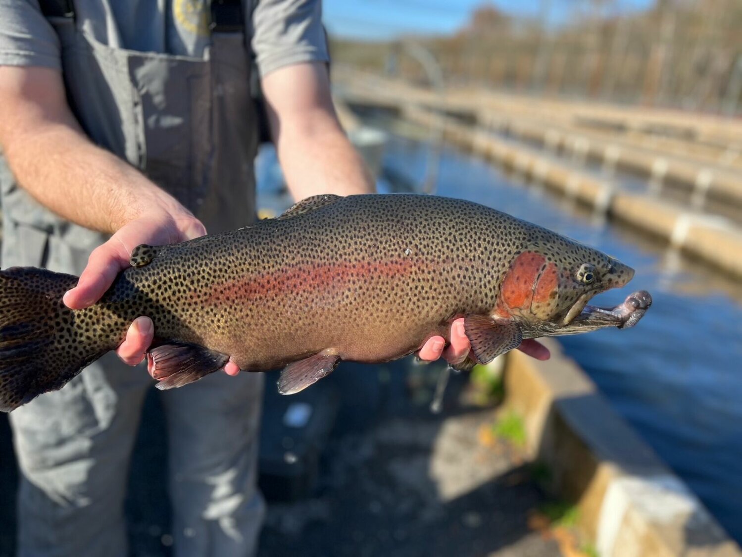 Norfork hatchery stocks lunker trout | Baxter Bulletin