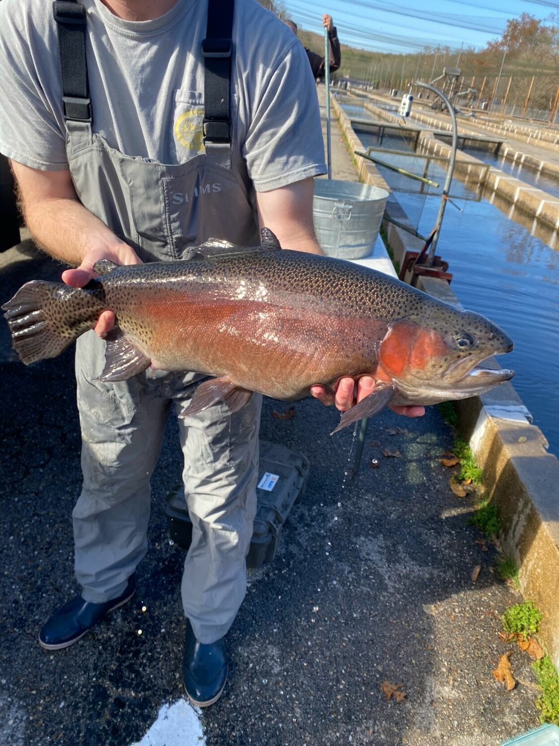 Norfork hatchery stocks lunker trout | Baxter Bulletin