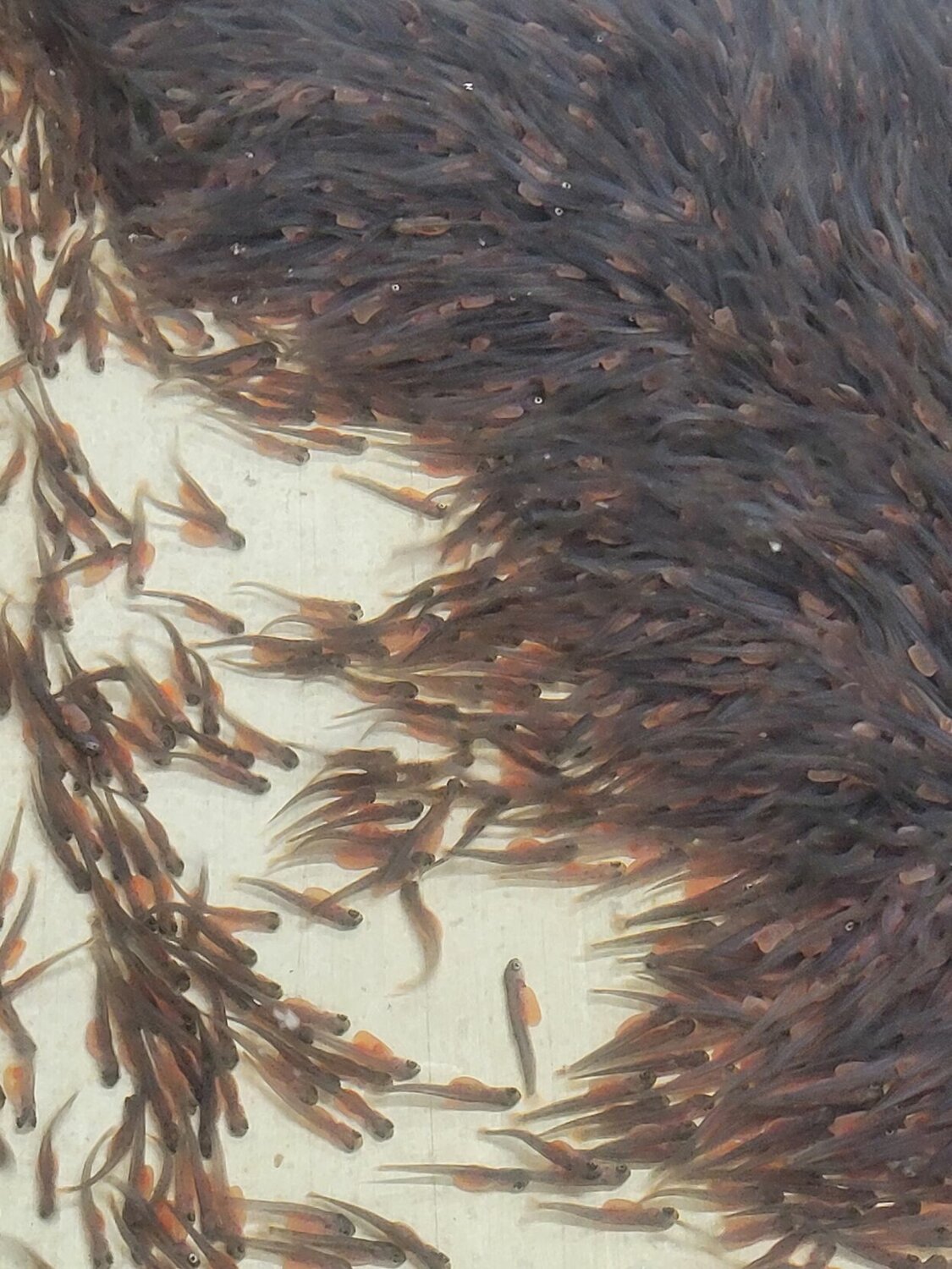 Norfork NFH receives 1.6 million eggs | Baxter Bulletin