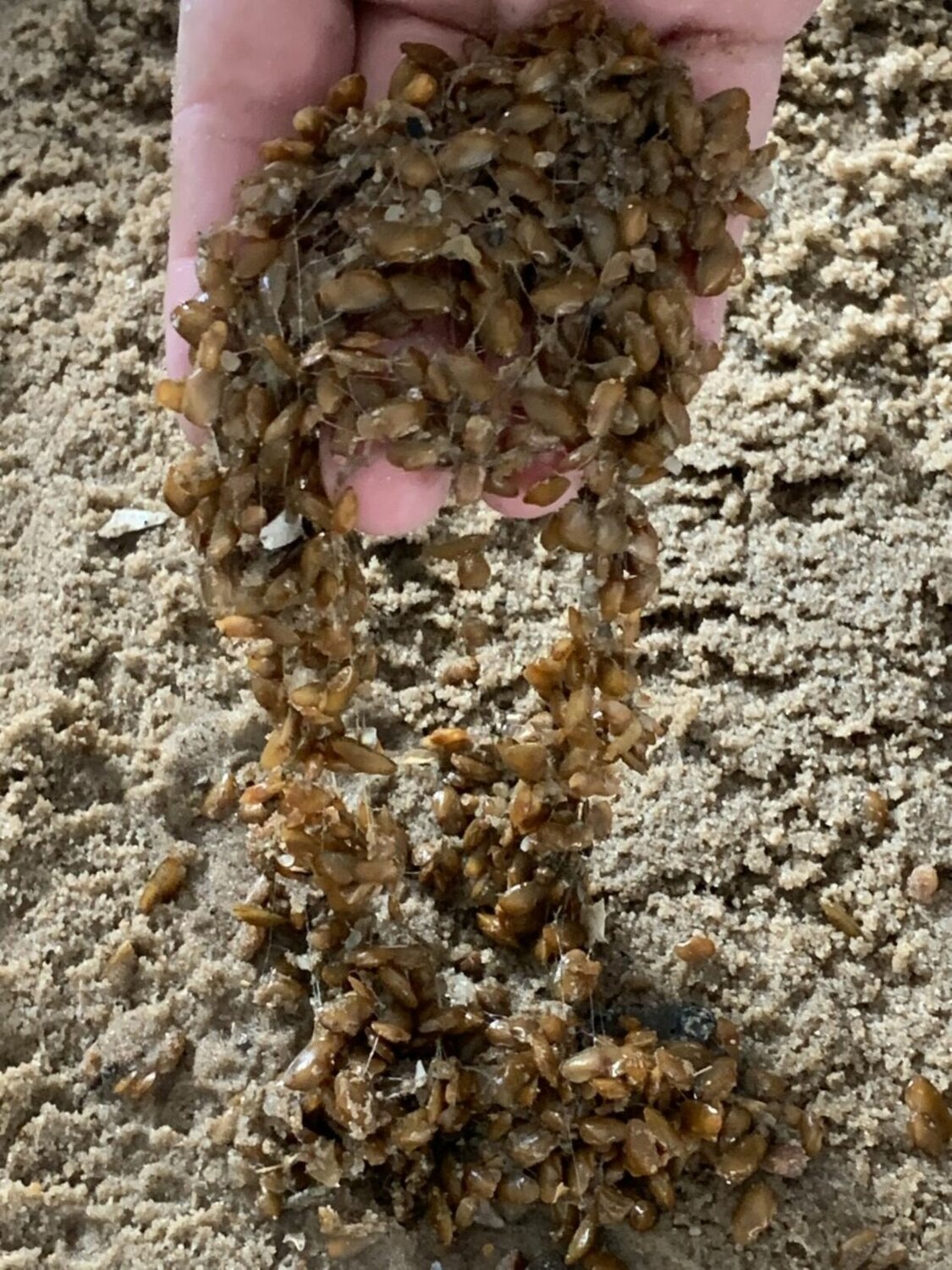 Strength in numbers for endangered mussels | Baxter Bulletin