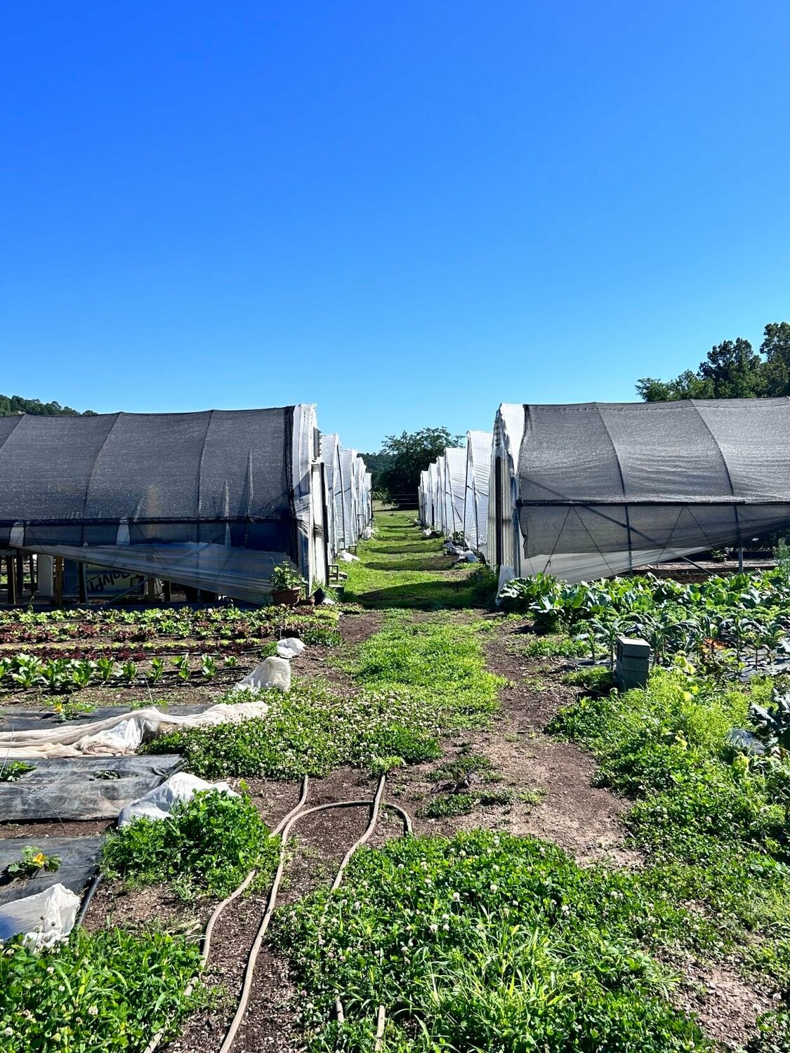 Lassiter named Baxter County Farm Family of the Year | Baxter Bulletin