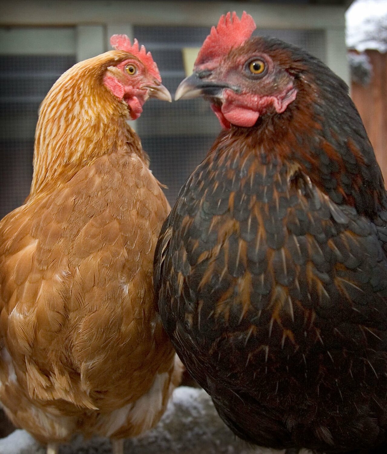 MH hears first reading of animal control update | Baxter Bulletin