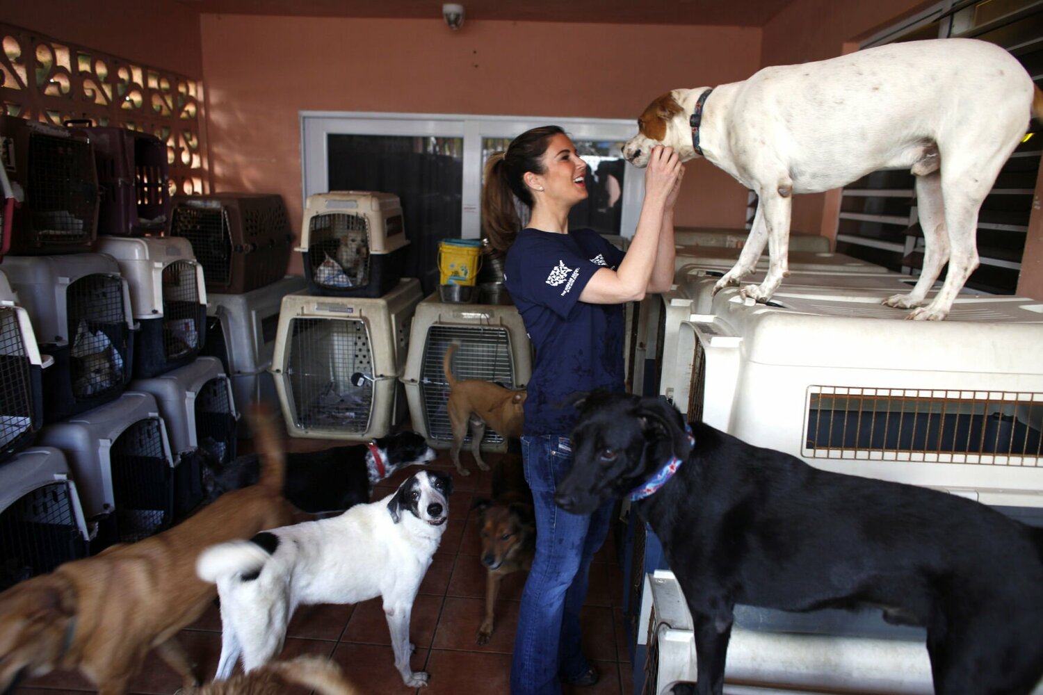 MH hears first reading of animal control update | Baxter Bulletin