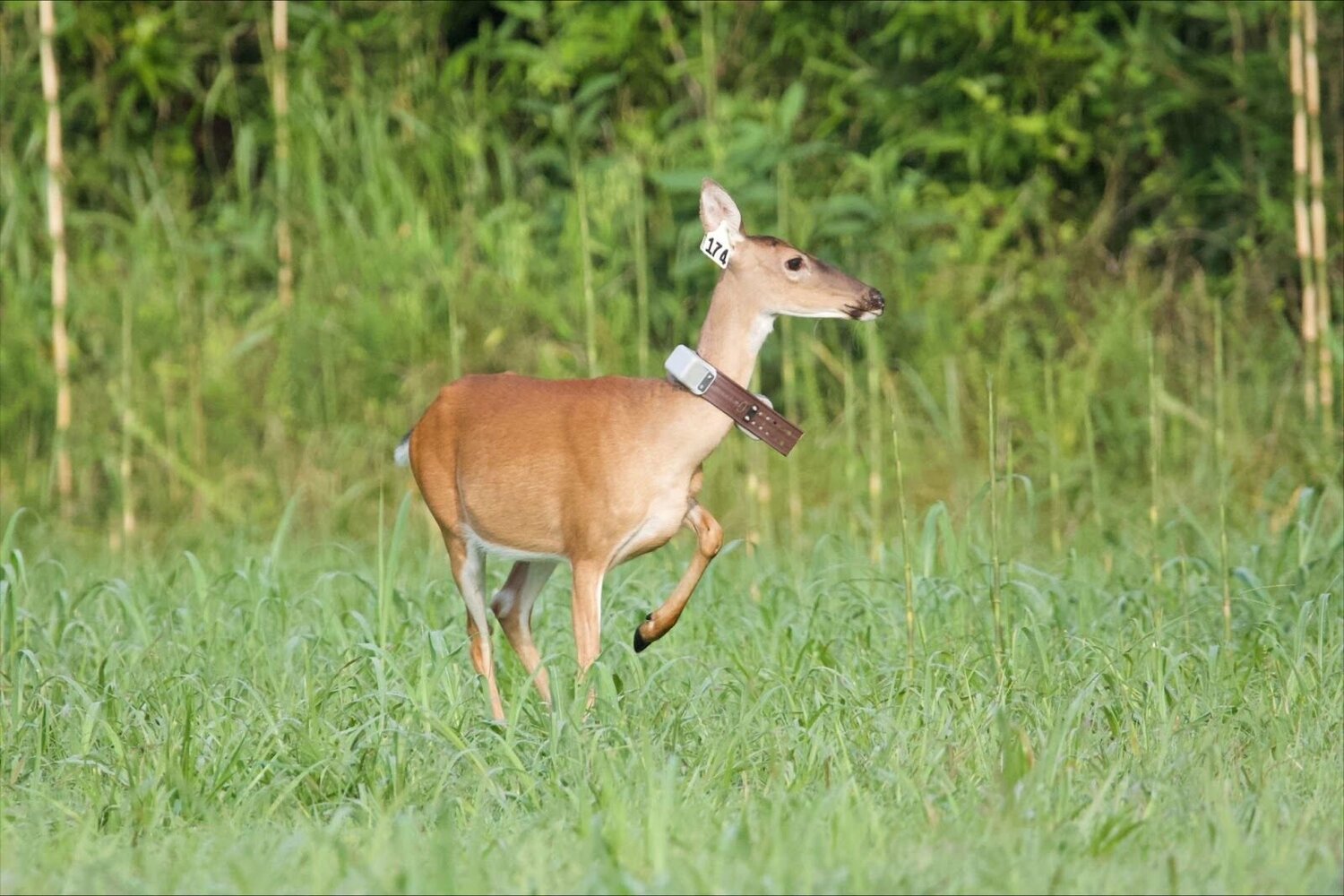 Free CWD testing available for hunter-harvested deer | Baxter Bulletin