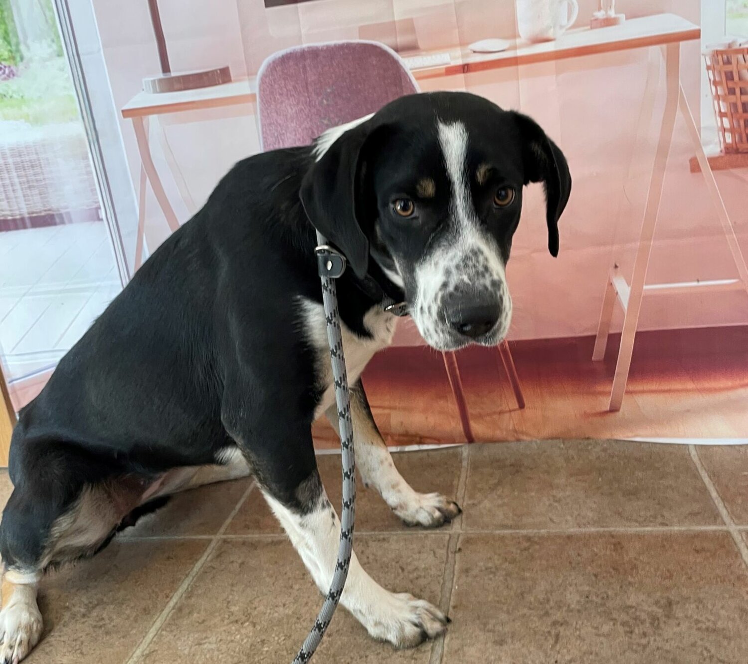 Pet of the Week | Baxter Bulletin