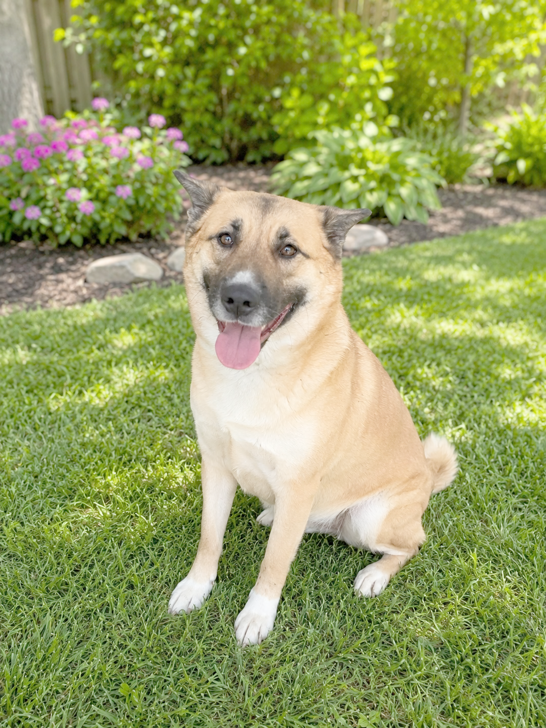 Pet of the Week | Baxter Bulletin