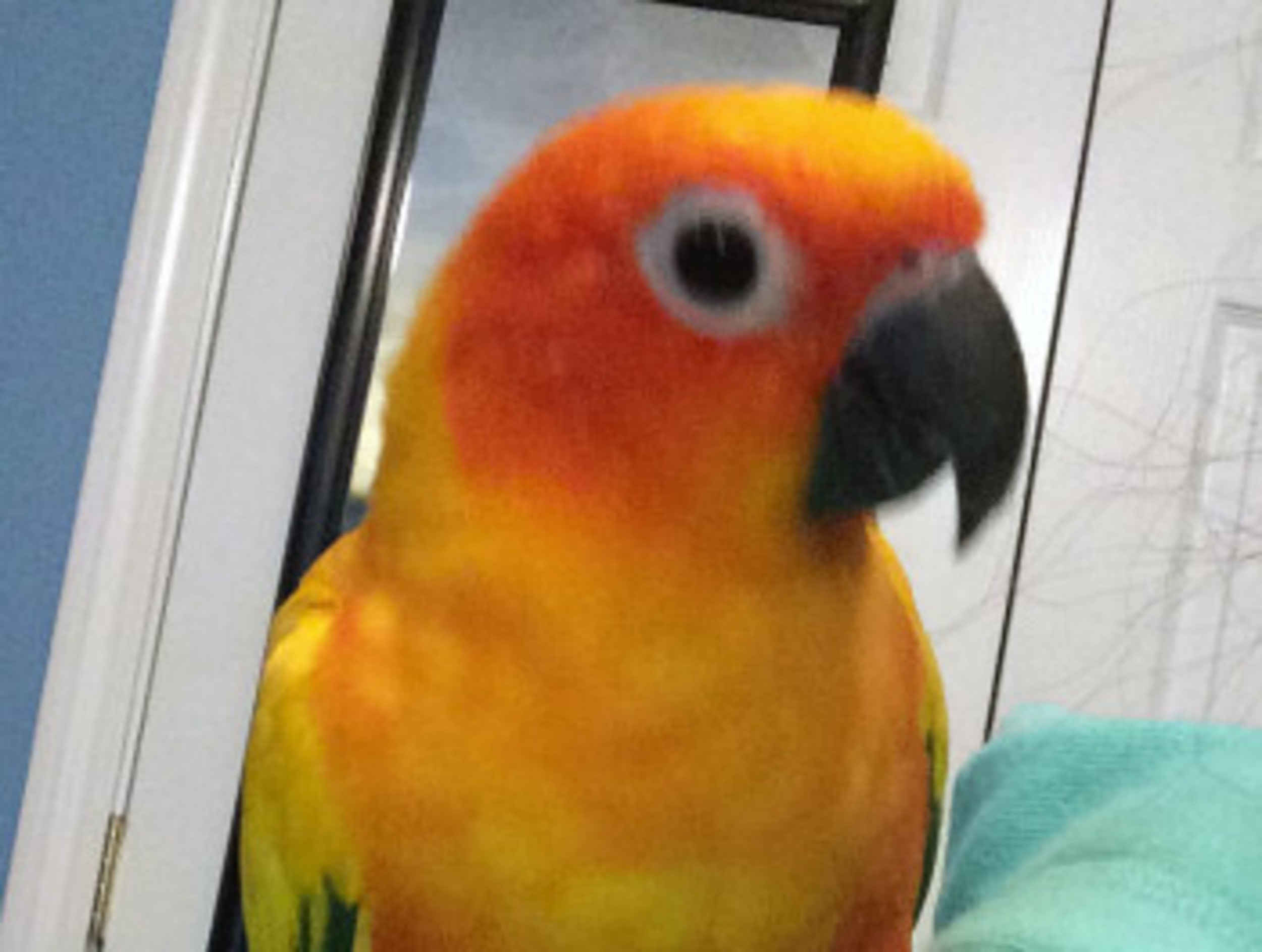 Warren, have you seen Skittles the bird? | EastBayRI.com - News ...